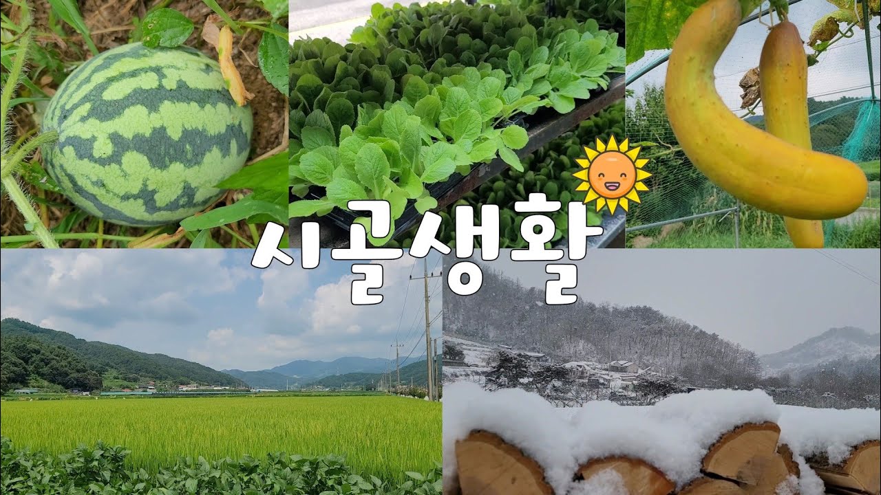 Eng 여름 텃밭 먹거리가 끝없이 나오는 요즘 🌶 가을 배추 모종이 나왔네요🥬더위에 지치신분들께 조금이나마 위로가 되고싶은