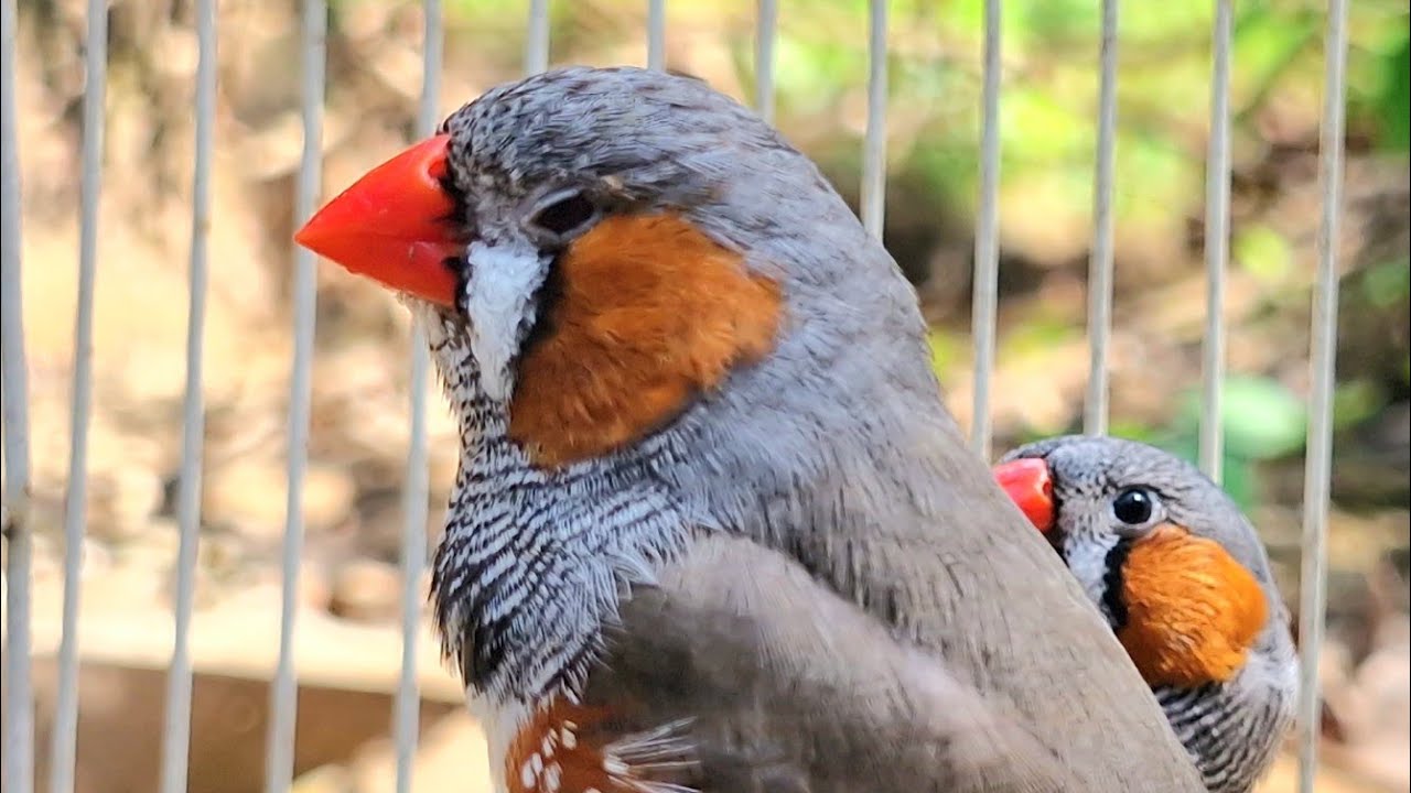I like listening to the birds singing. Do you like it? Zebra finch ...