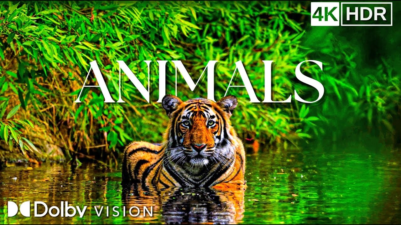 Wild Animals On The Beautiful Earth 4K HDR 60 FPS (Dolby Vision™) - YouTube