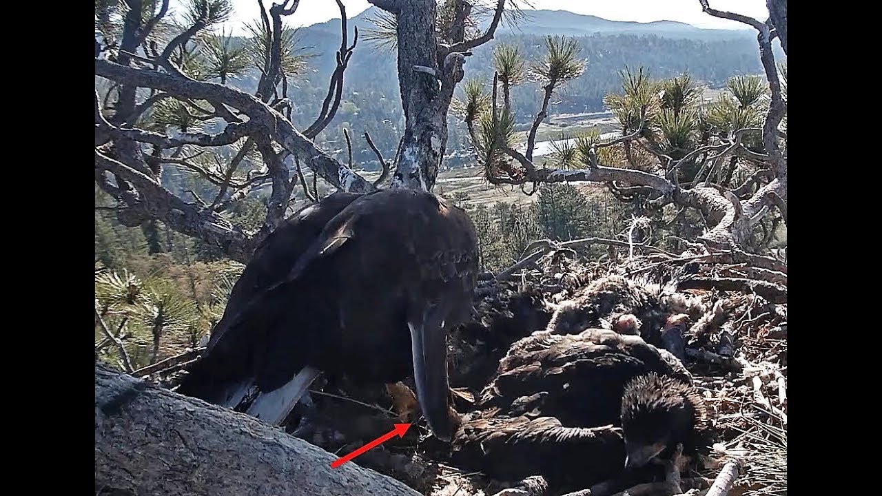 6-1-19 Big Bear Eagles~ Shadow Is Molting A Wing Feather - YouTube