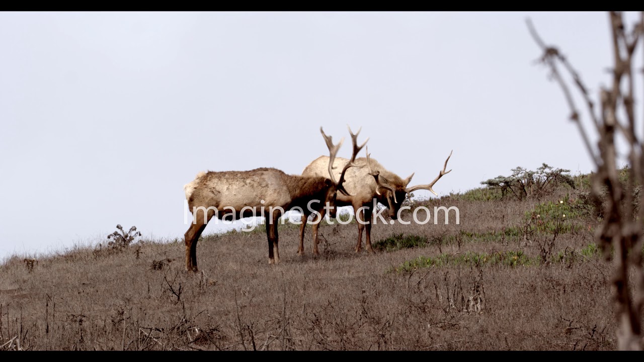 Tule Elk Bulls -- Point Reyes National Seashore -- Drakes Beach Herd ...