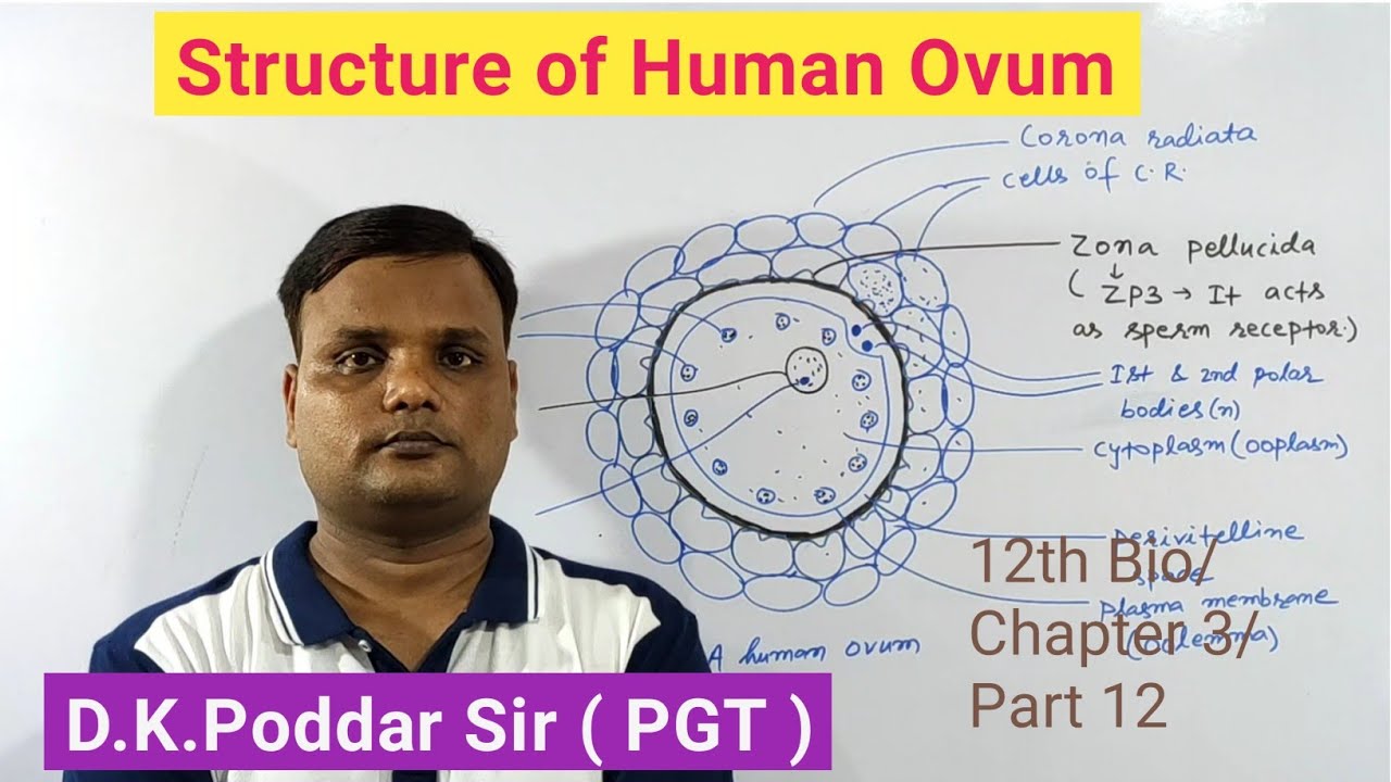 Structure of Human Ovum/Human Reproduction Class 12 Biology Chapter 3/D ...