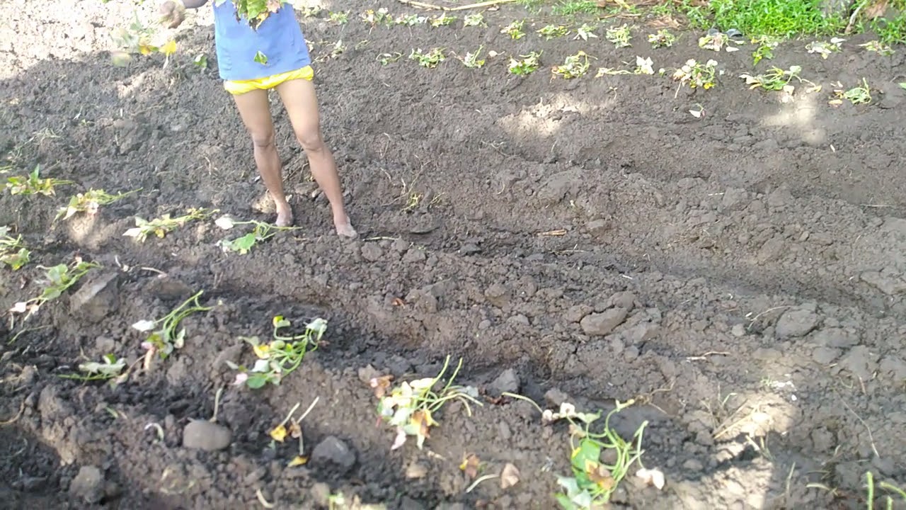planting sweet potato (kamote root crops) - YouTube