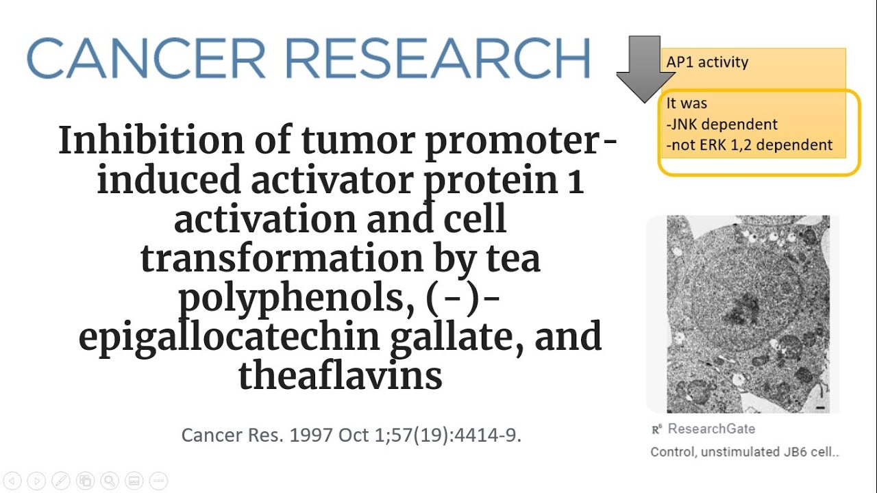 [40] Inhibition of Tumor Promoter-Induced Cell Transformation by Tea ...