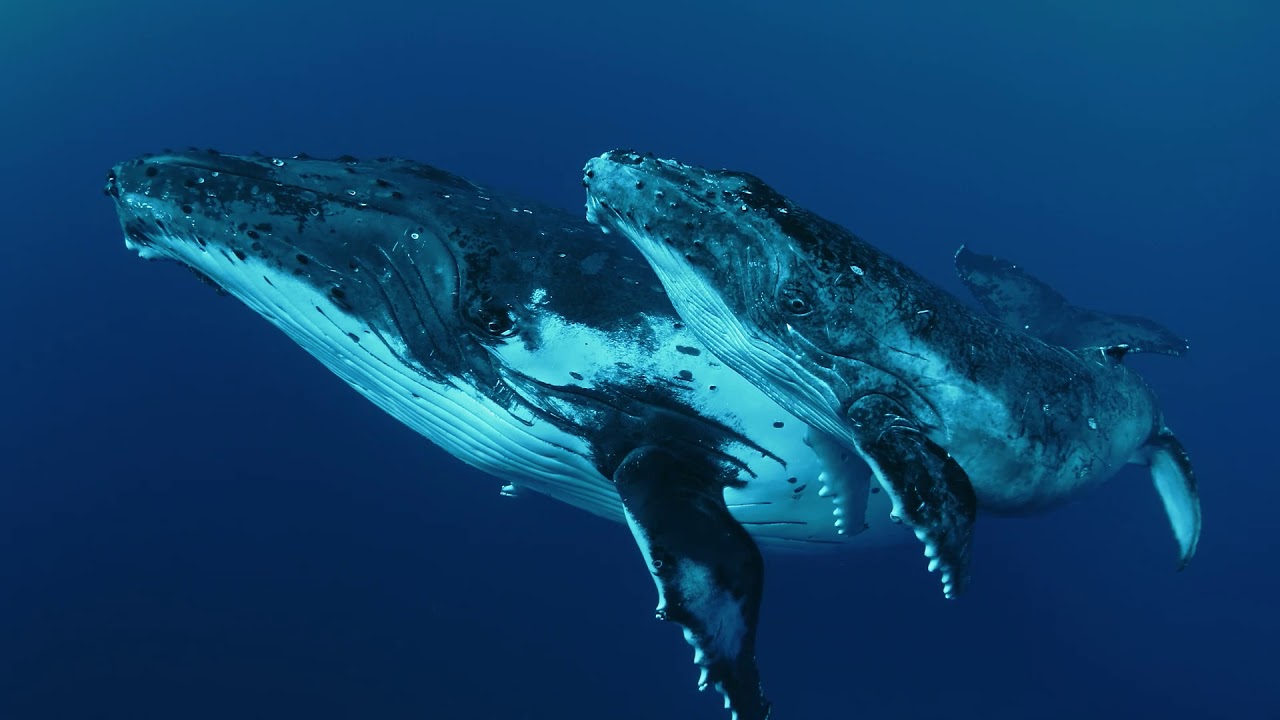 Whale Wisdom trailer - YouTube