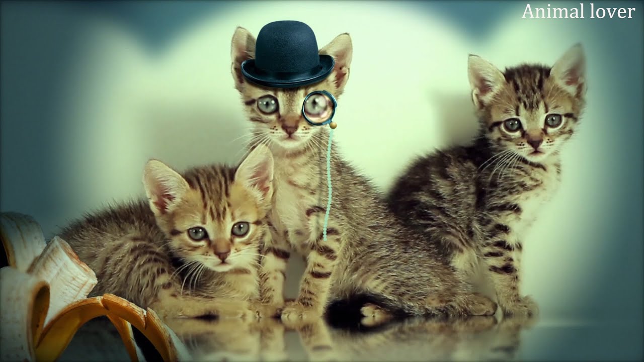 funny cat video | video for animal lover and pet lovers | cat videos ...