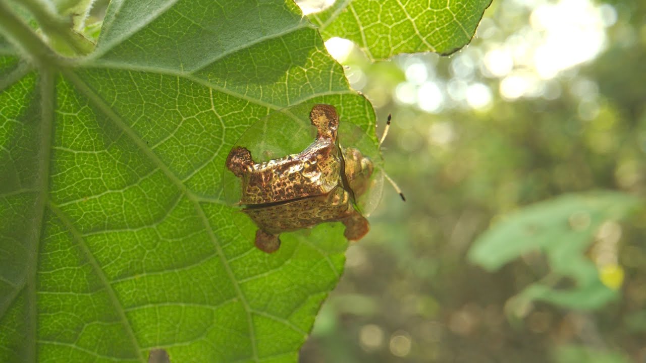 Wuliang Mountains Series | Episode 8: Golden tortoise beetle - YouTube