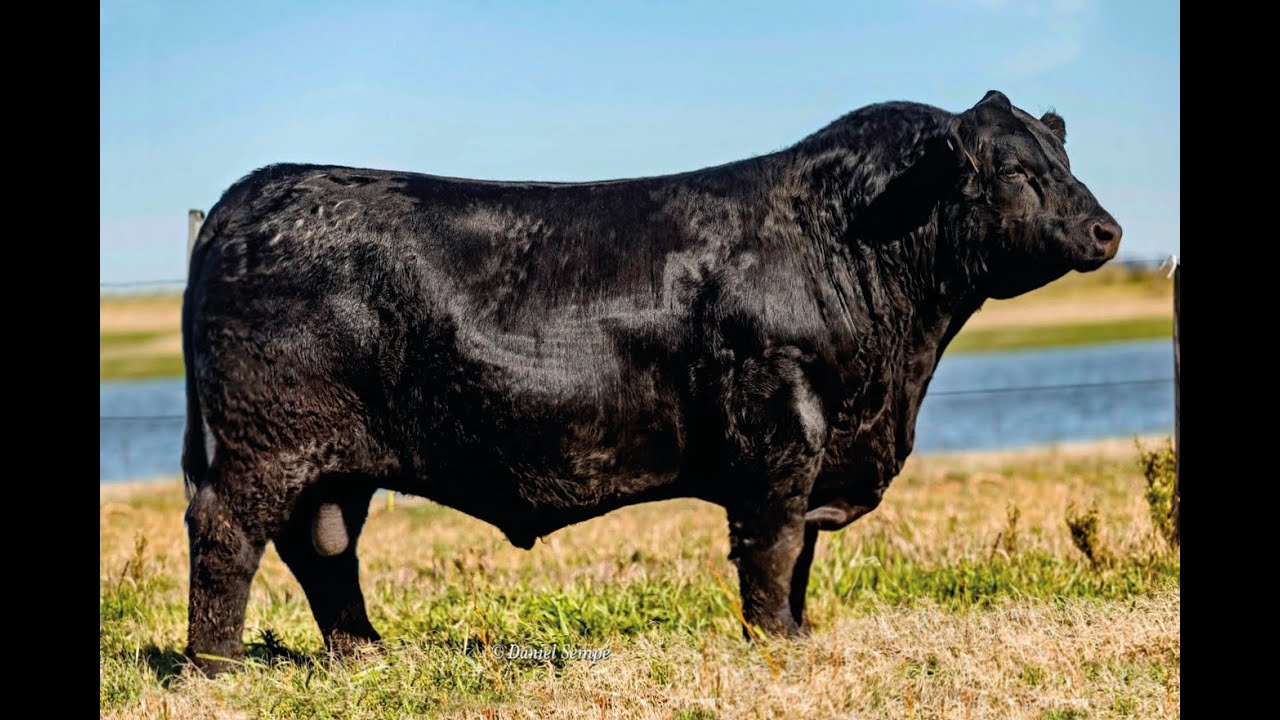 CLASICO / ANGUS COLORADO - YouTube