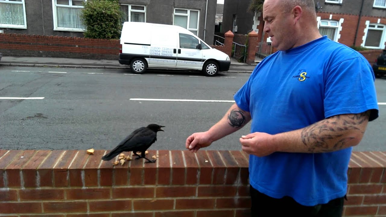 Friendly crow 2 - YouTube