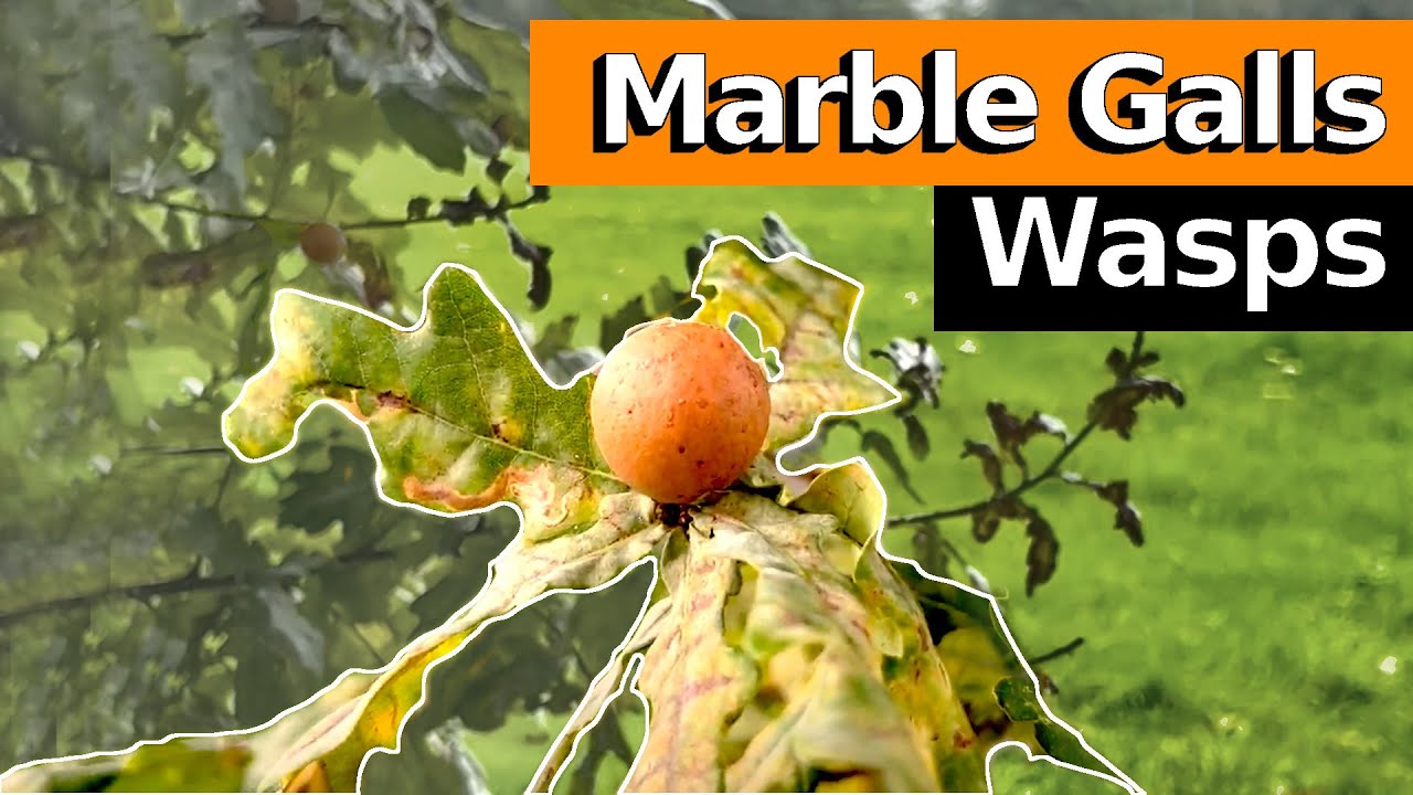 🐝 Marble Gall Wasps Uncovered! (JOPE04) - YouTube