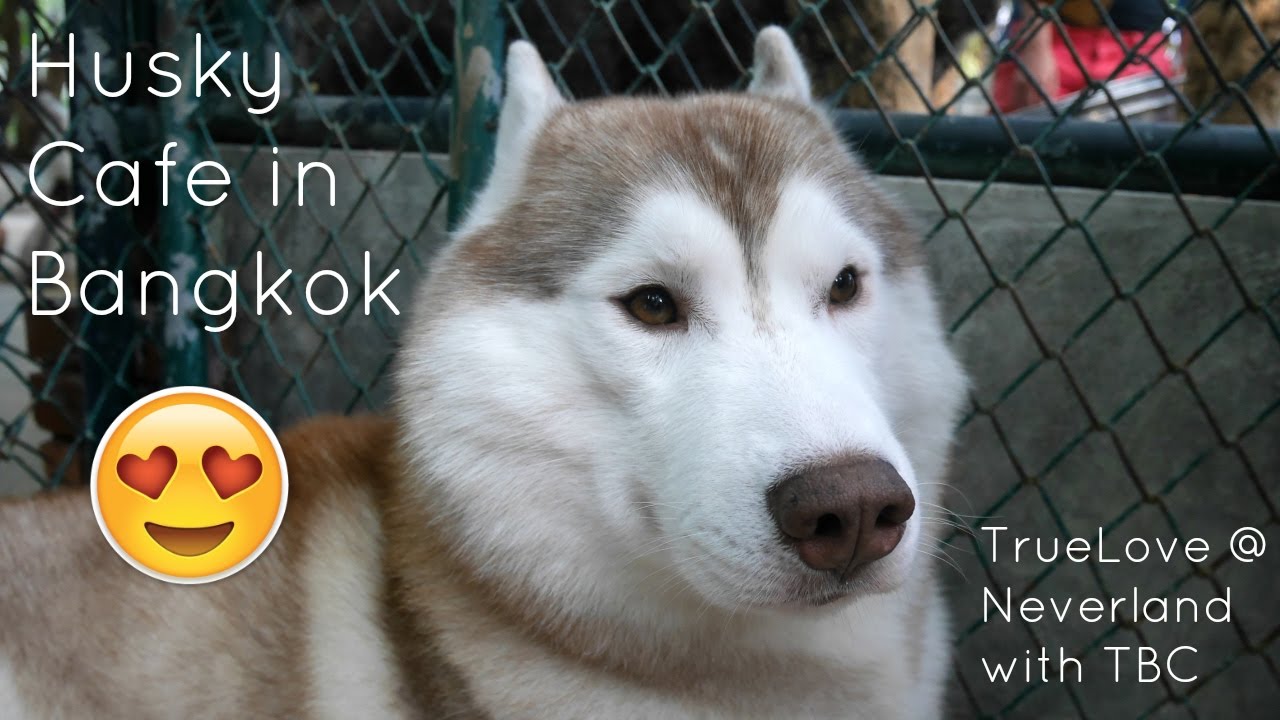 Thailand Husky Cafe '17 - YouTube