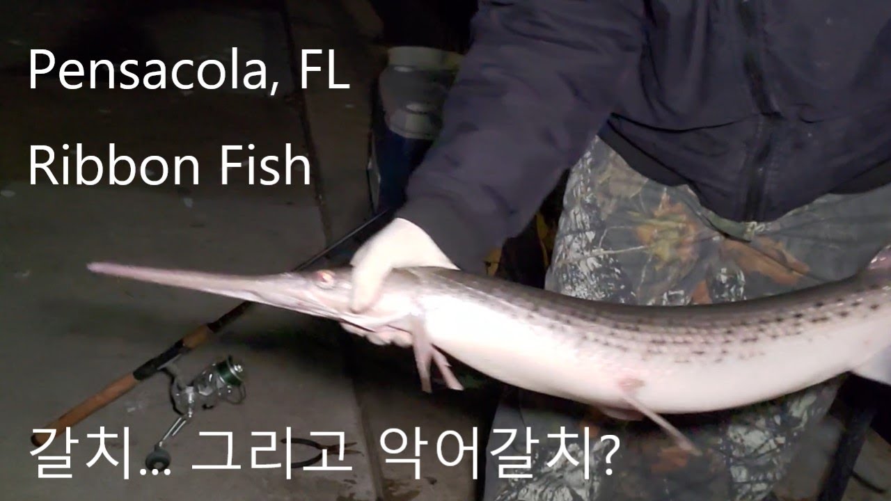 Pensacola, FL - Ribbon Fish - YouTube