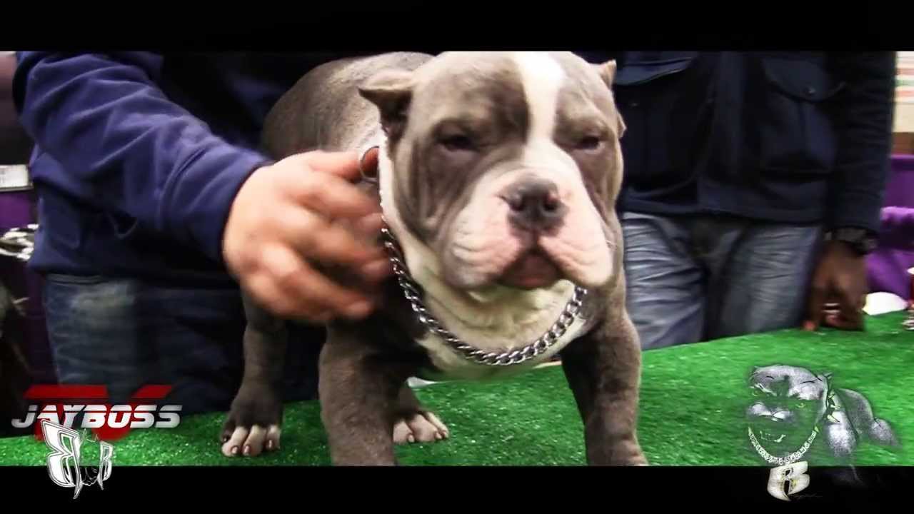 Dmx Pitbull