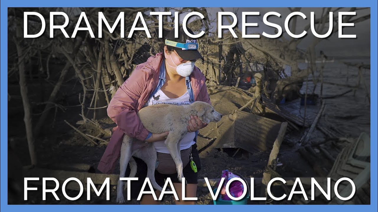 PETA Rescues Dog Trapped on Island During Volcanic Eruption - YouTube