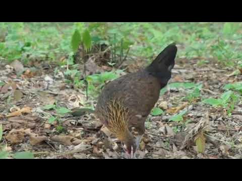 Suab poj qaib seev qua tsauj dib tuaj zoo 100% li nawbเสียงไก่แม่เข้าดีมาก - YouTube