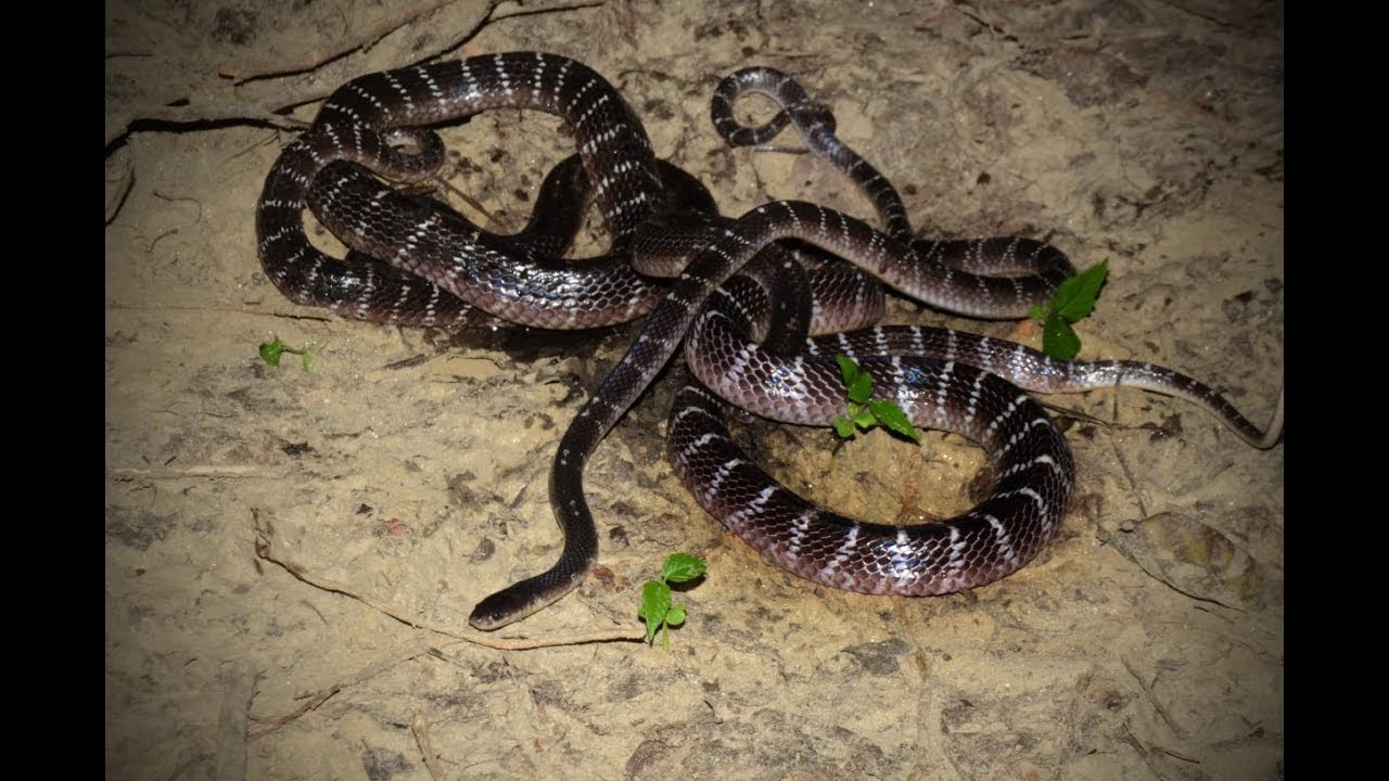 जरूर देखें भारत का सबसे जहरीले सांप एक साथ 4 करैत Indian common krait ...