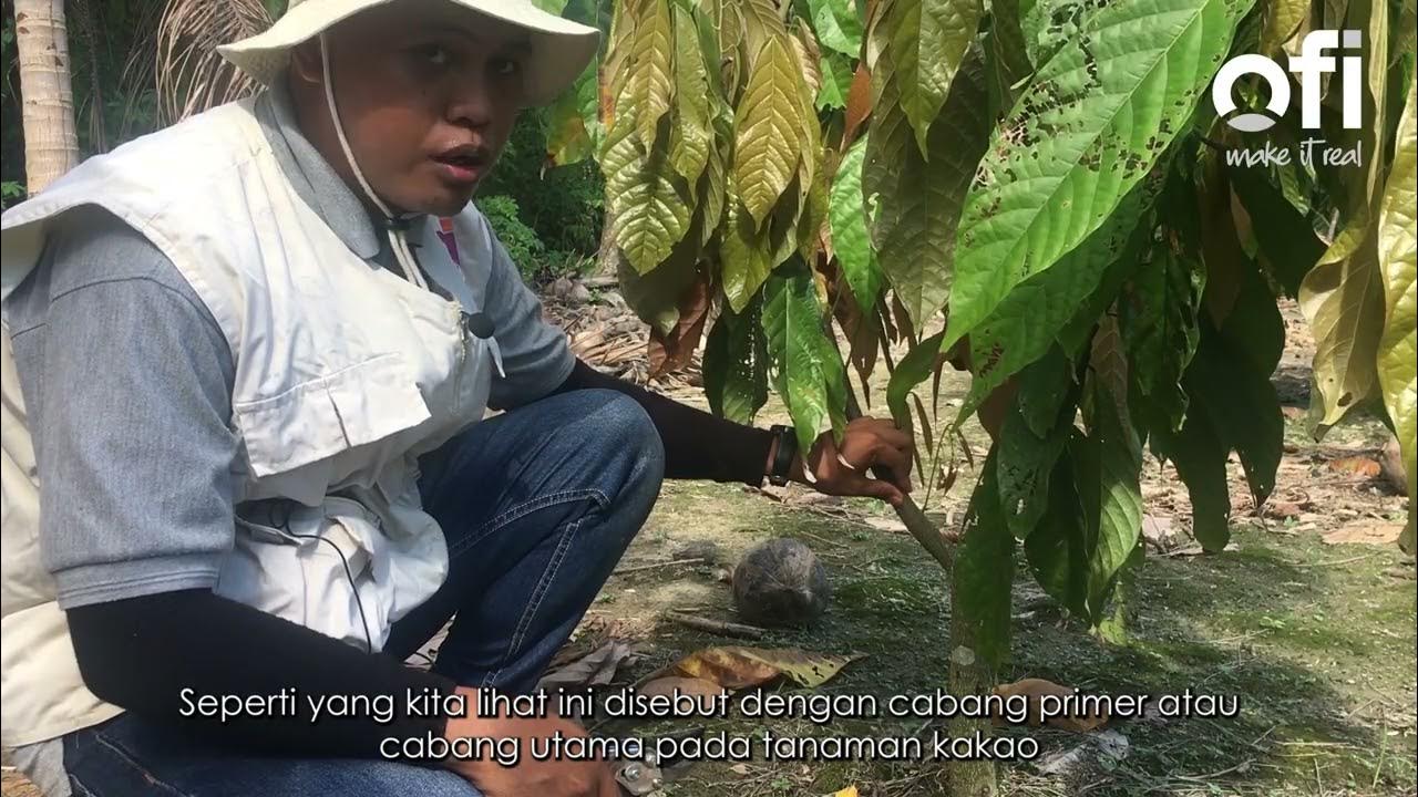 Pemangkasan Bentuk Tanaman Kakao Umur 1 Tahun. - YouTube