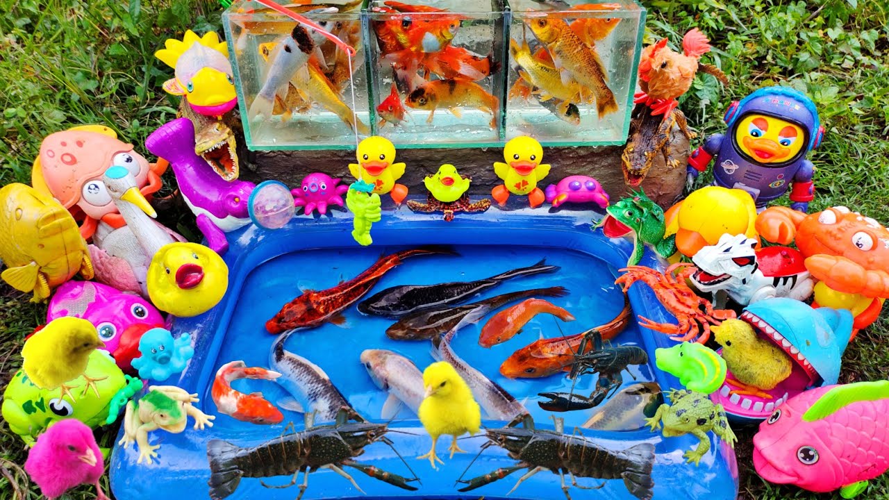 Ornamental Fish Fishing in Small Ponds, Betta Fish, Goose Duck, Real ...