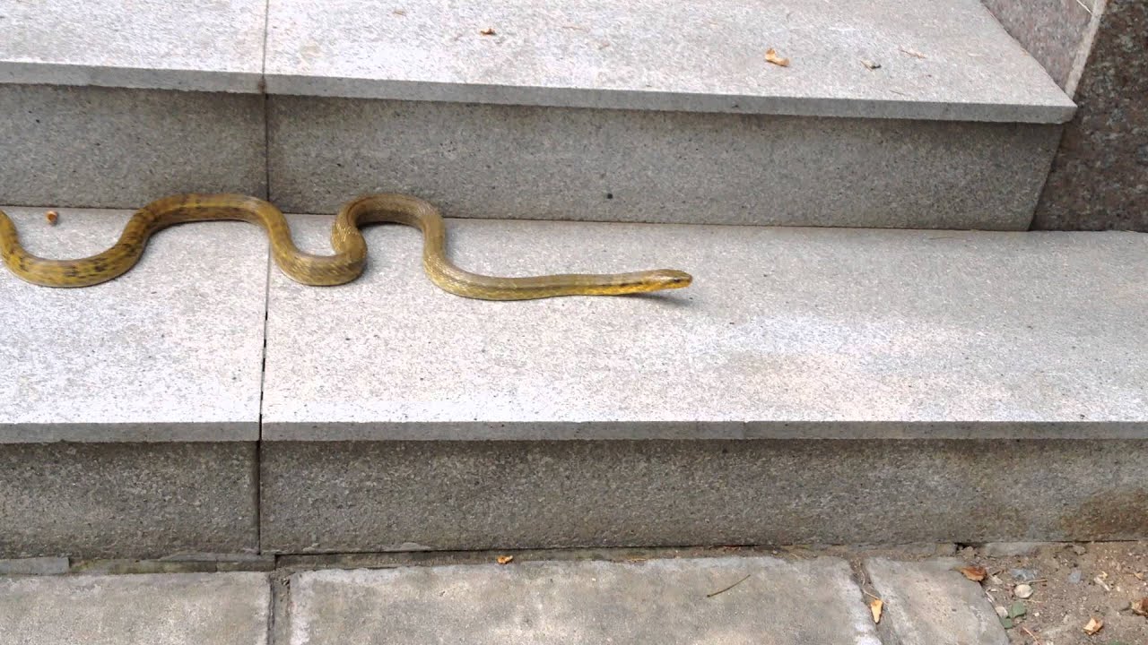 Snake on the Changping campus, Beijing, China - YouTube