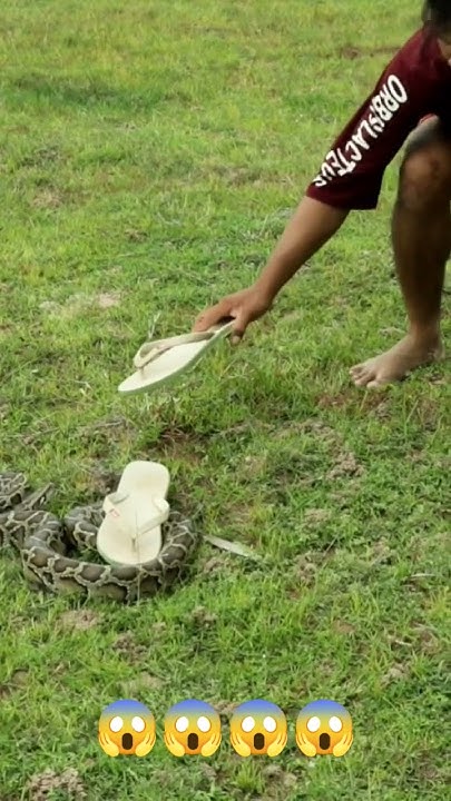 #Shorts 😲 Wow Big Python - YouTube