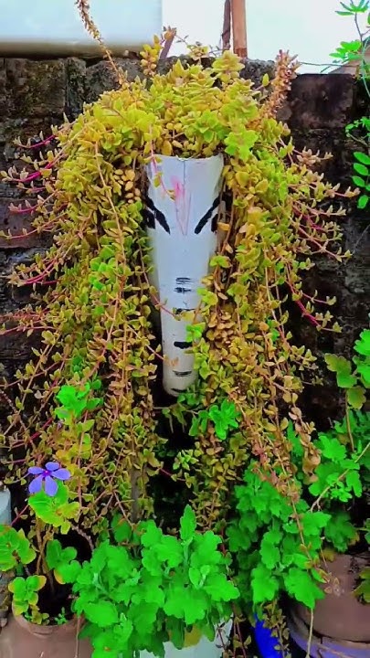 Garden 💕 💕 Plants Love Gardening Nature Flowers Oggyandthecockroaches Youtube