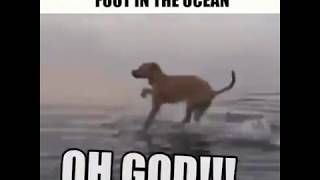 Are Dogs Afraid Of Water