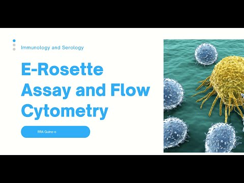E-Rosette Assay and Flow Cytometry