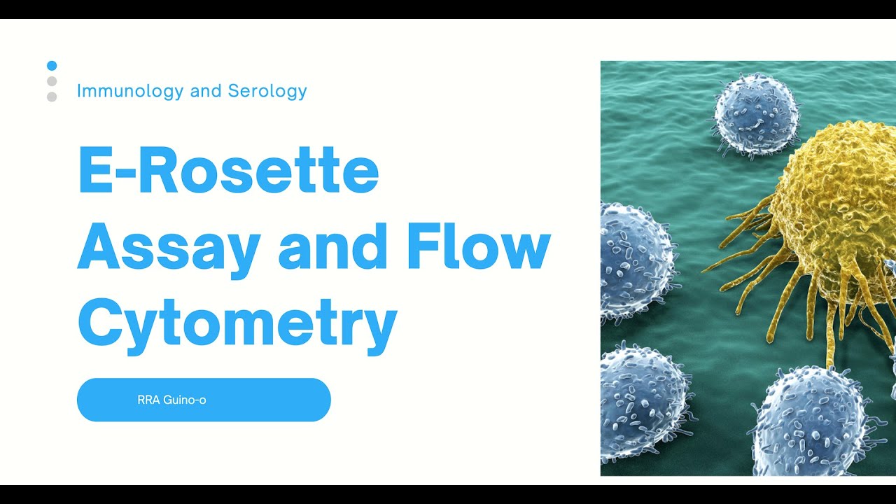 E-Rosette Assay and Flow Cytometry - YouTube