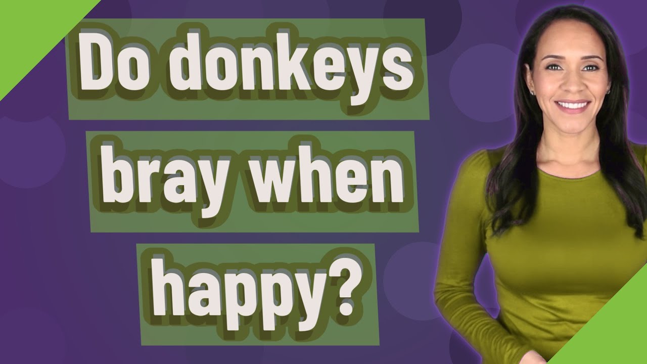 Do donkeys bray when happy? - YouTube