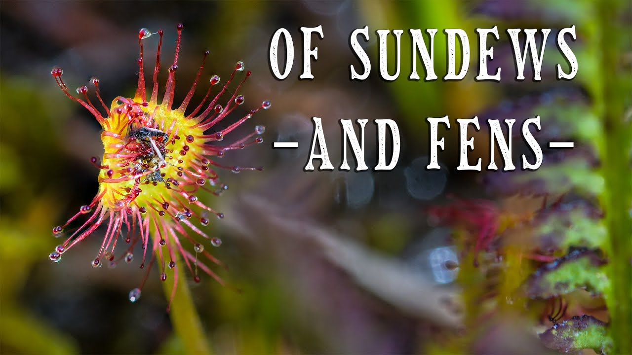Hunting for the carnivorous Round-leaved Sundew in Montana - YouTube