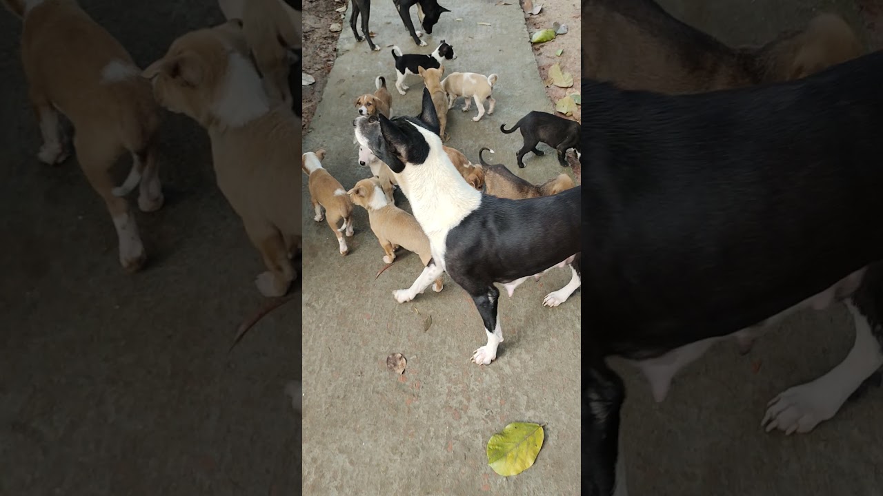 Baby dog eating food video - YouTube