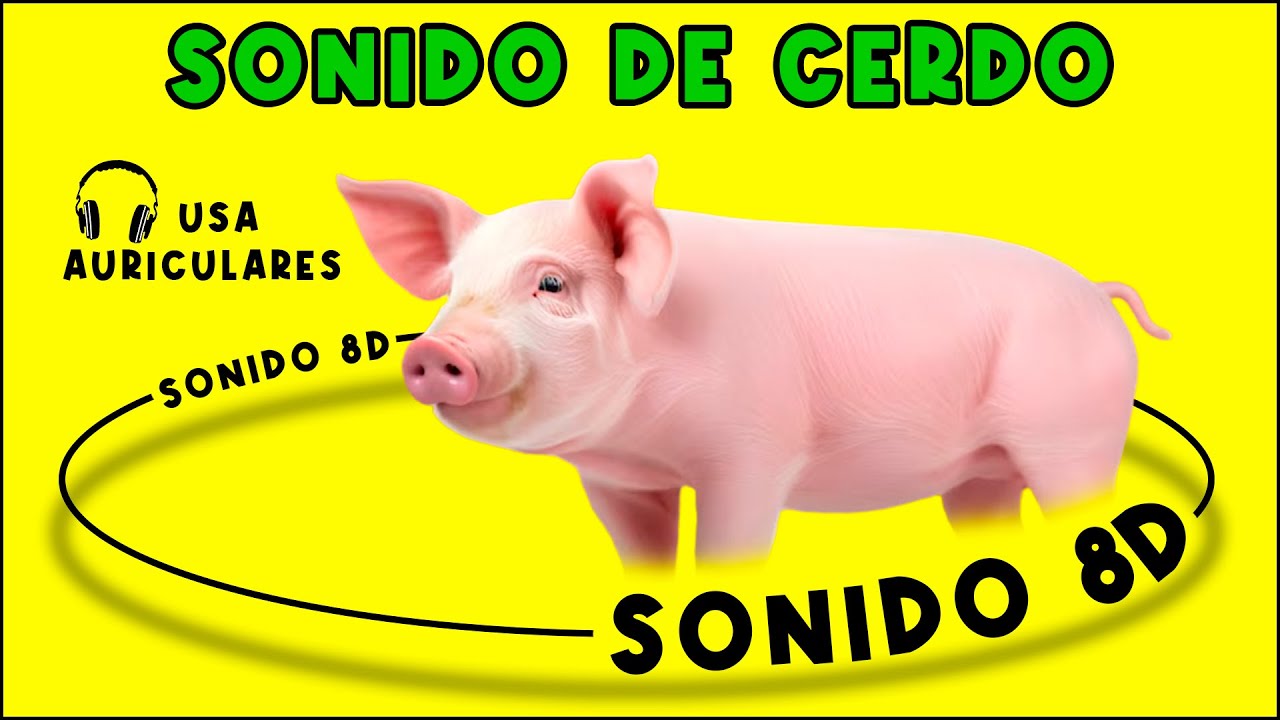 SONIDO DE CERDO – SONIDO DE ANIMALES – efecto de sonido - YouTube