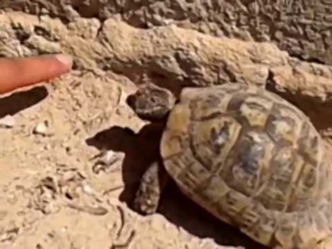 TRY NOT TO LAUGH : Funny angry turtle - YouTube