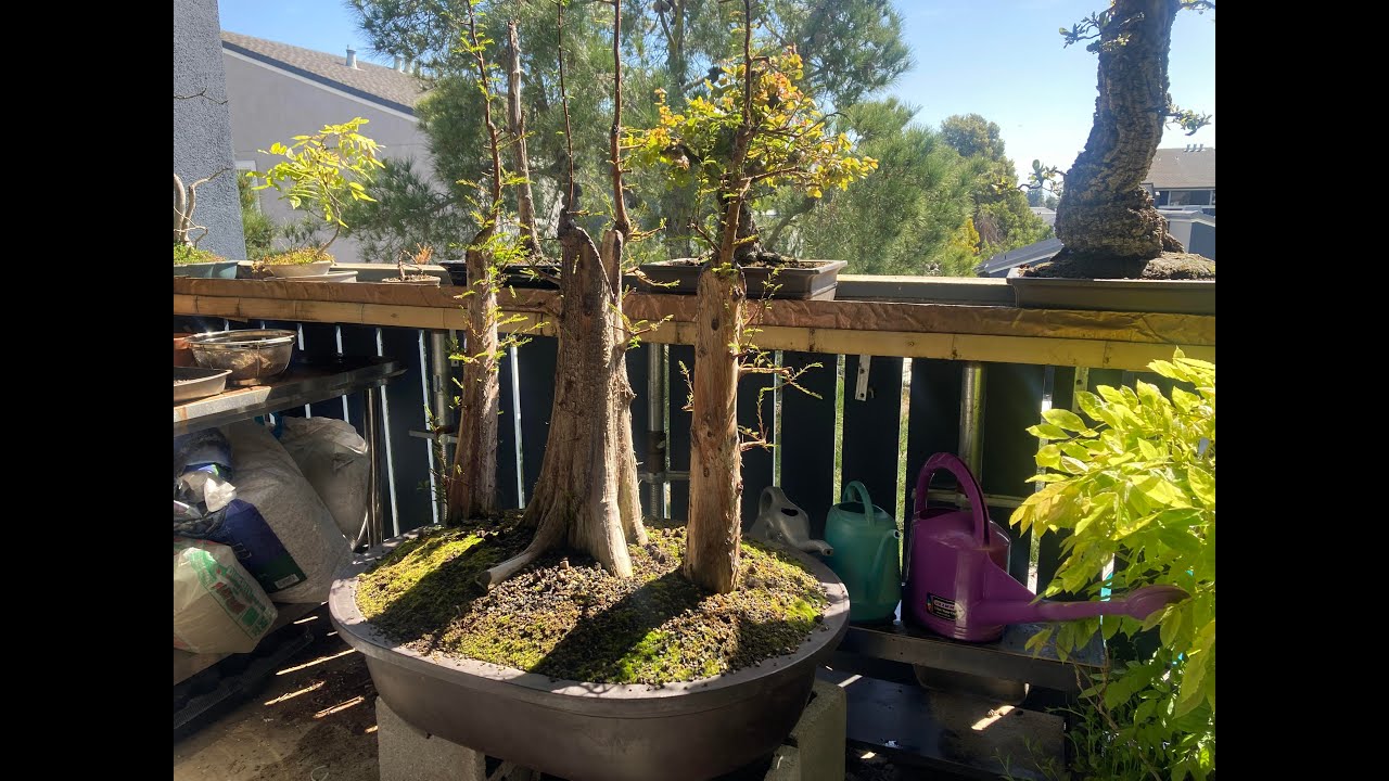 Patricia O'Connor, The Bonsai Balcony: Watering Bonsai. - YouTube