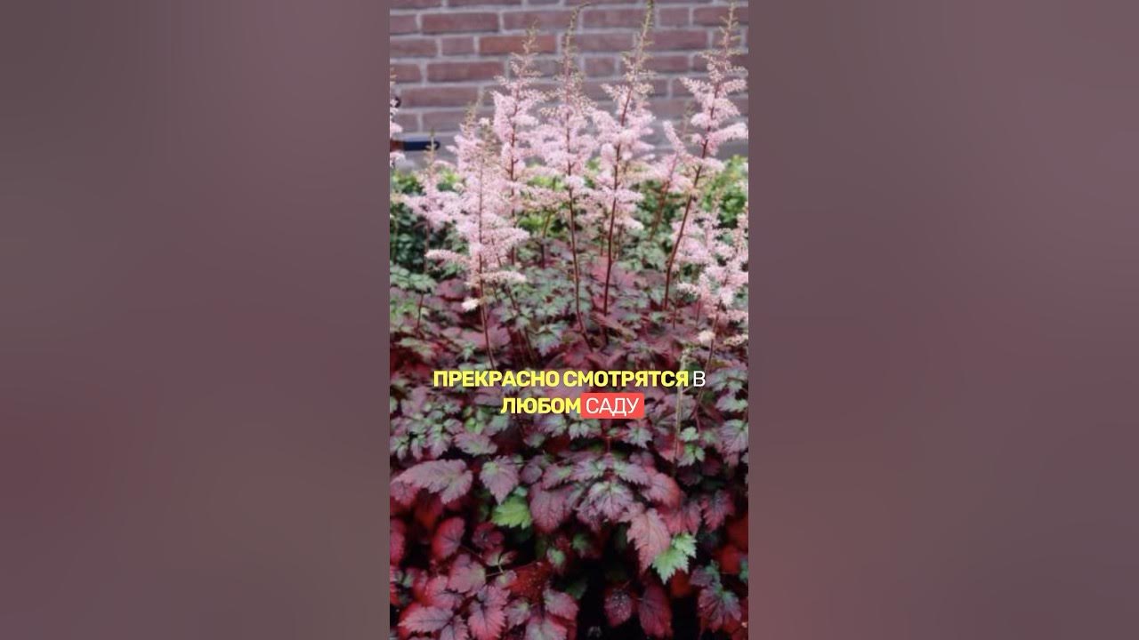 📍🍁 5 САМЫХ ЭФФЕКТНЫХ растений для ОСЕННЕГО САДА Youtube