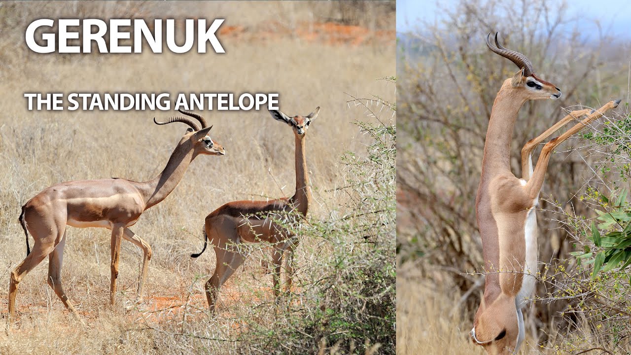 Gerenuk | The Standing Antelope #birds #trending #wildlife #travel # ...