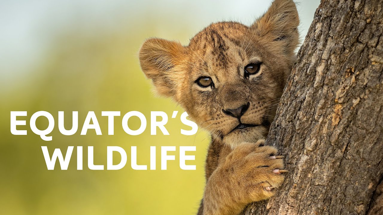Living on the Line: The Incredible Wildlife of the Equator - YouTube