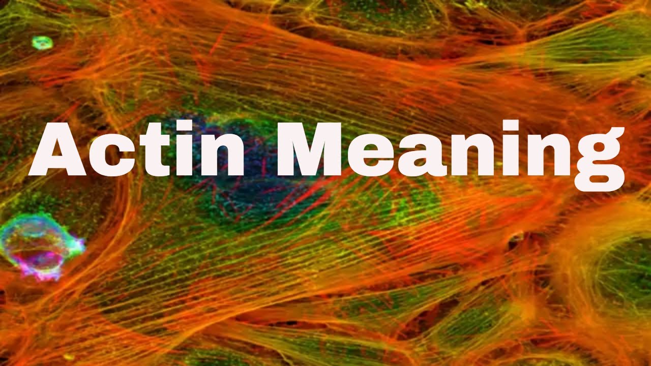 Actin meaning - YouTube