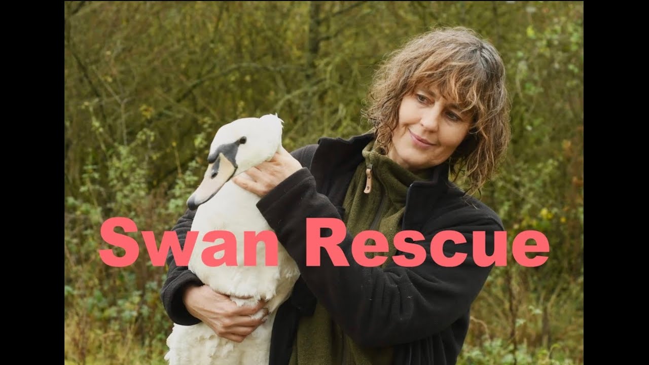 Swan Rescue, Herefordshire Wildlife Rescue - YouTube