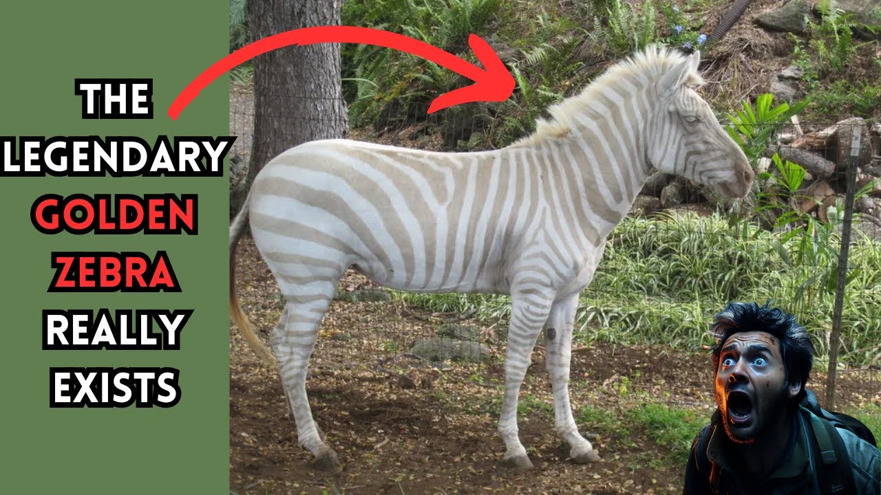 ALBINO AND GOLDEN ZEBRAS EXIST IN REAL LIFE: THEY ARE RARE AND LITTLE ...