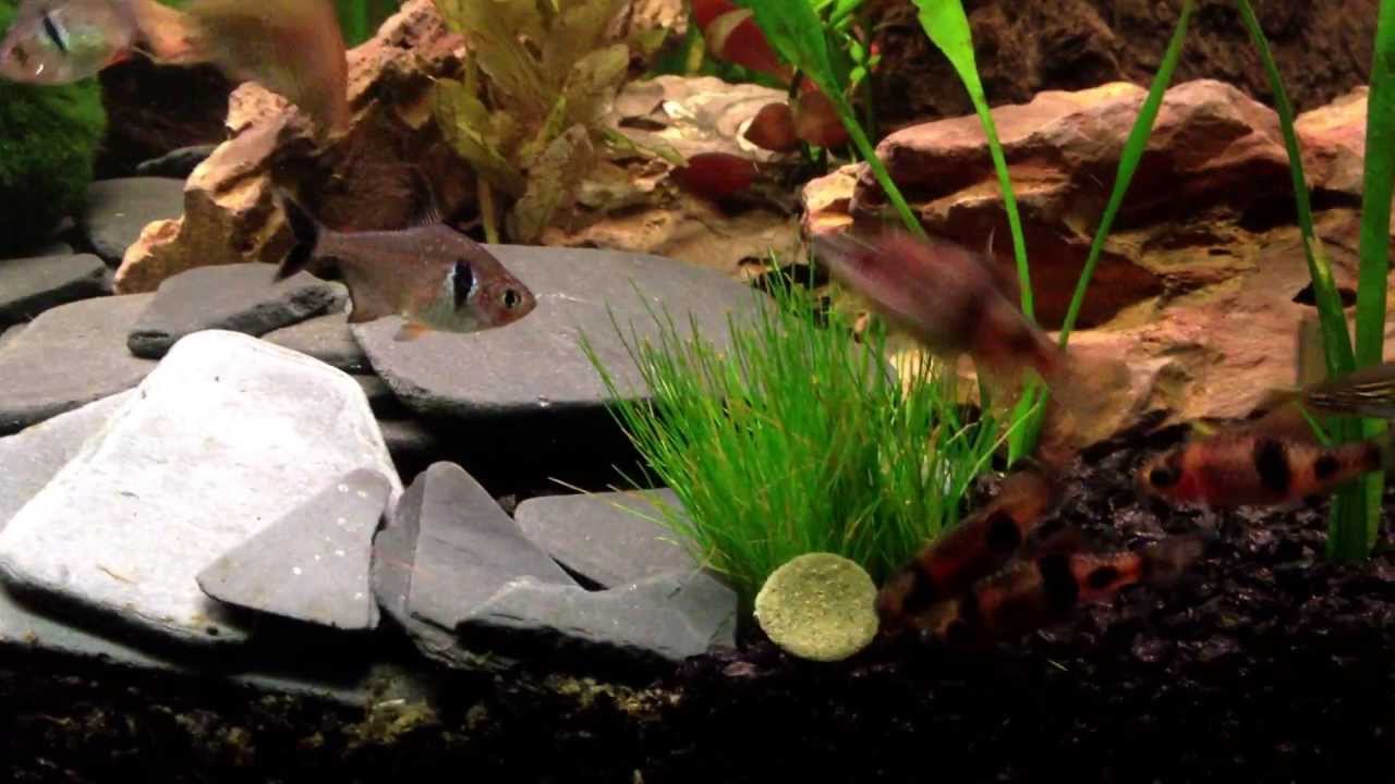 Panda barbs, Zebra Danios and Dwarf Gourami feeding on an Algae wafer ...