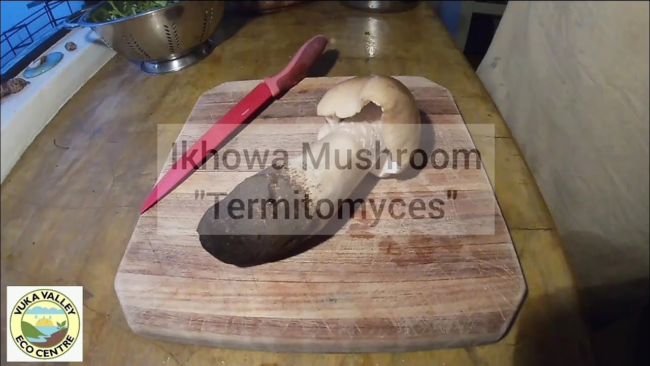 Termite Mushroom for dinner.. - YouTube