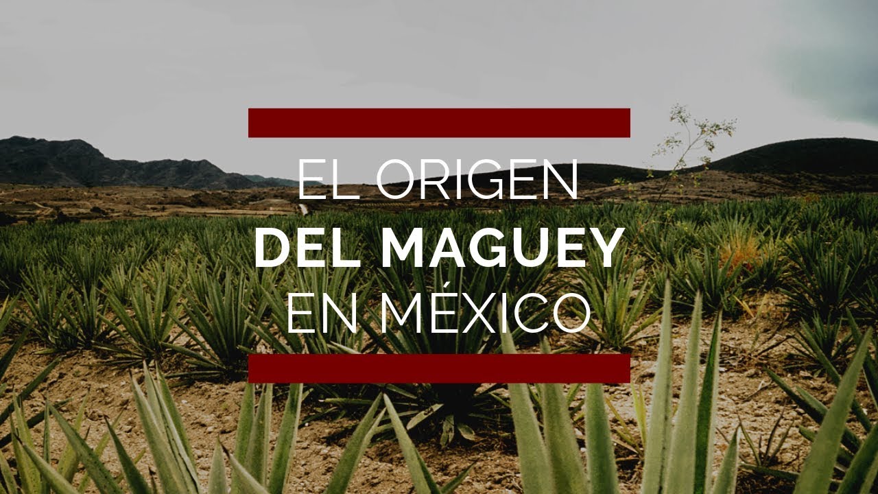 ¿Cómo nació el Maguey en México ? - YouTube