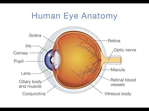 Scientists Discover God By Researching the Eye