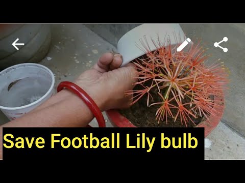 How to Grow & Care Football Lily /Scadoxus Multiflorus / How to Plant ...