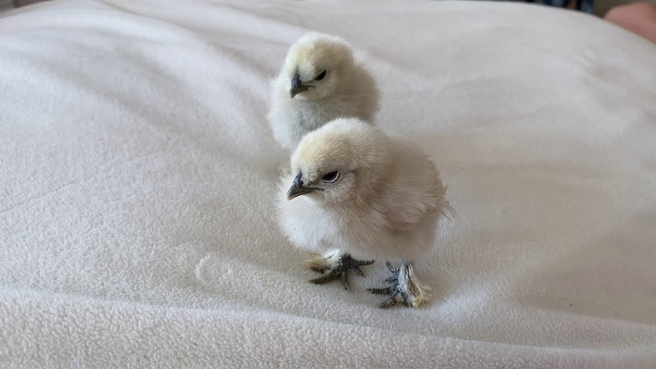 Silkie Bantam Baby Chicks - Only A Few Days Old - YouTube