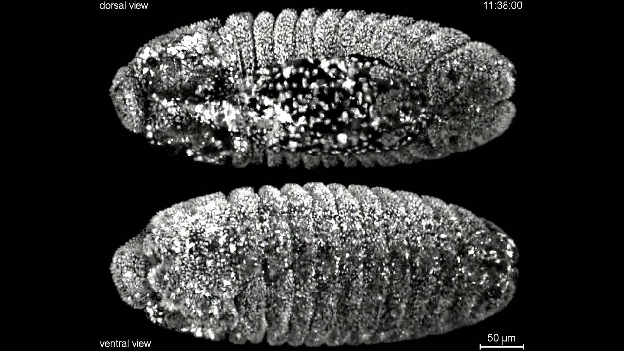Drosophila Embryogenesis - YouTube