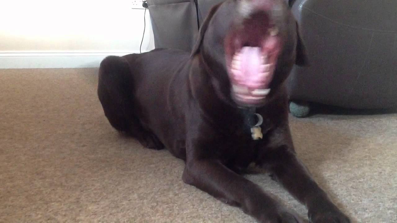 Dog Shouting (yawning) - YouTube