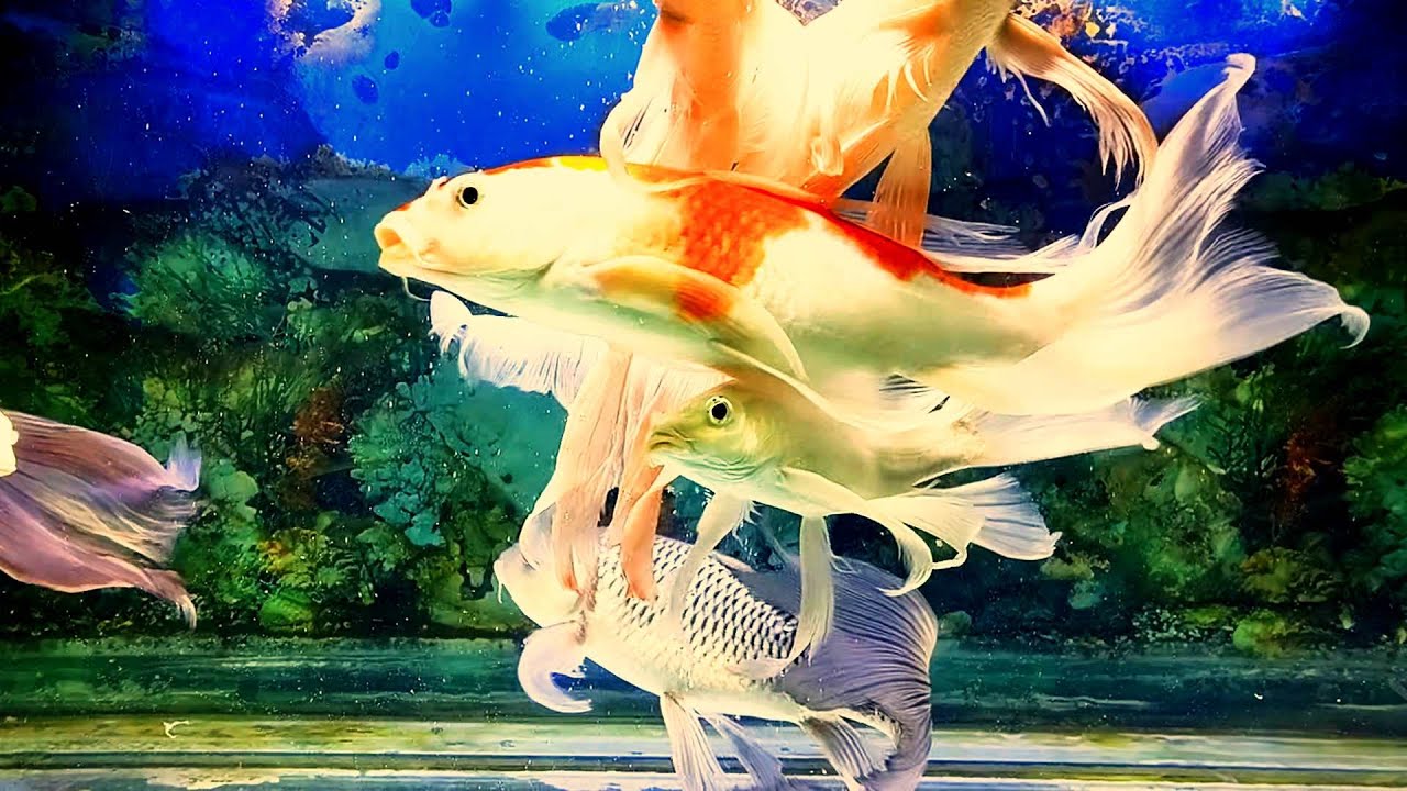 Calm splashes and fish moving in harmony provide comfort, helping the ...