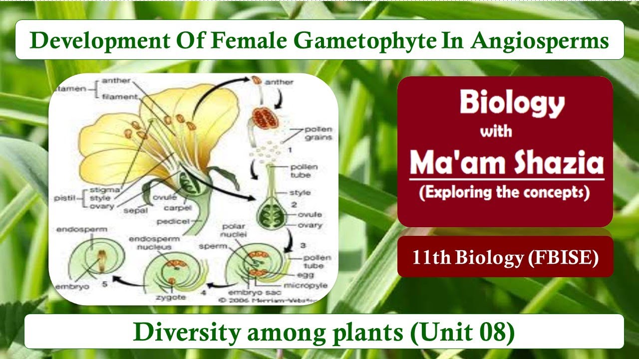 Angiosperms || Development of female gametophyte || F.Sc Biology with ...